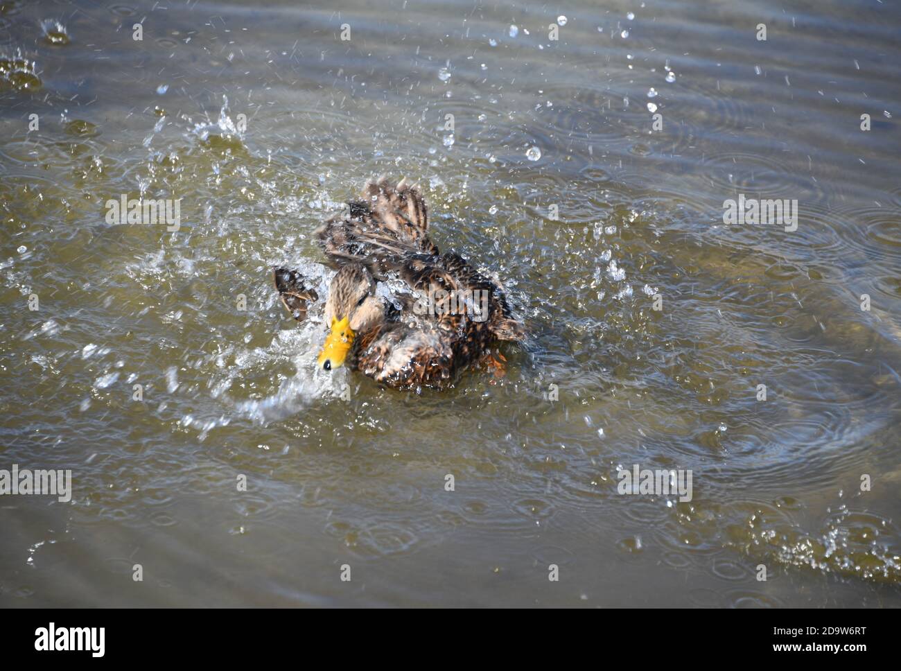 A Mottled duck bathing in South Padre Island, in Texas, U.S.A Stock ...