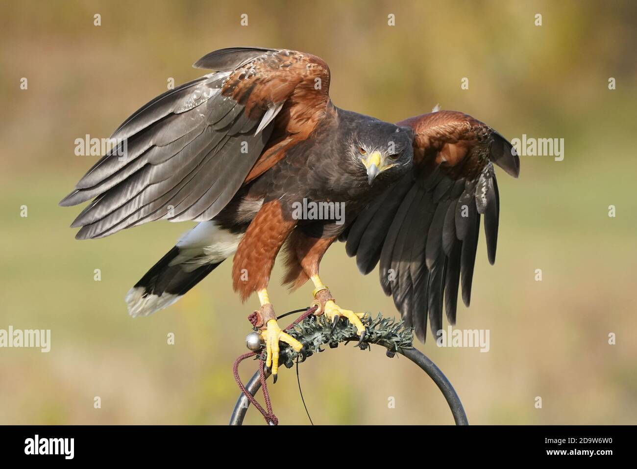 Harris Hawk in flight for falconry Stock Photo - Alamy