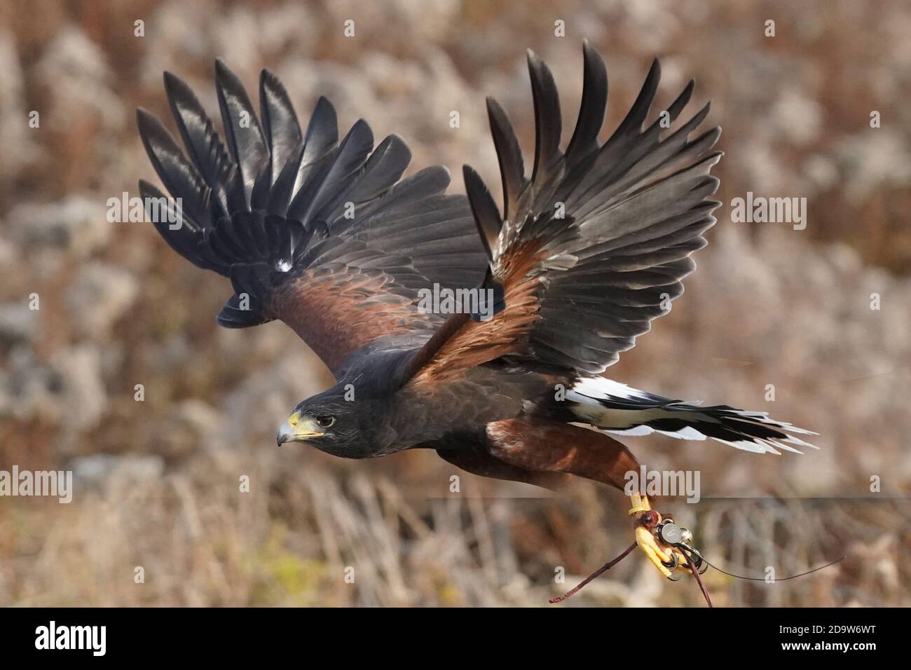 Harris Hawk in flight for falconry Stock Photo - Alamy