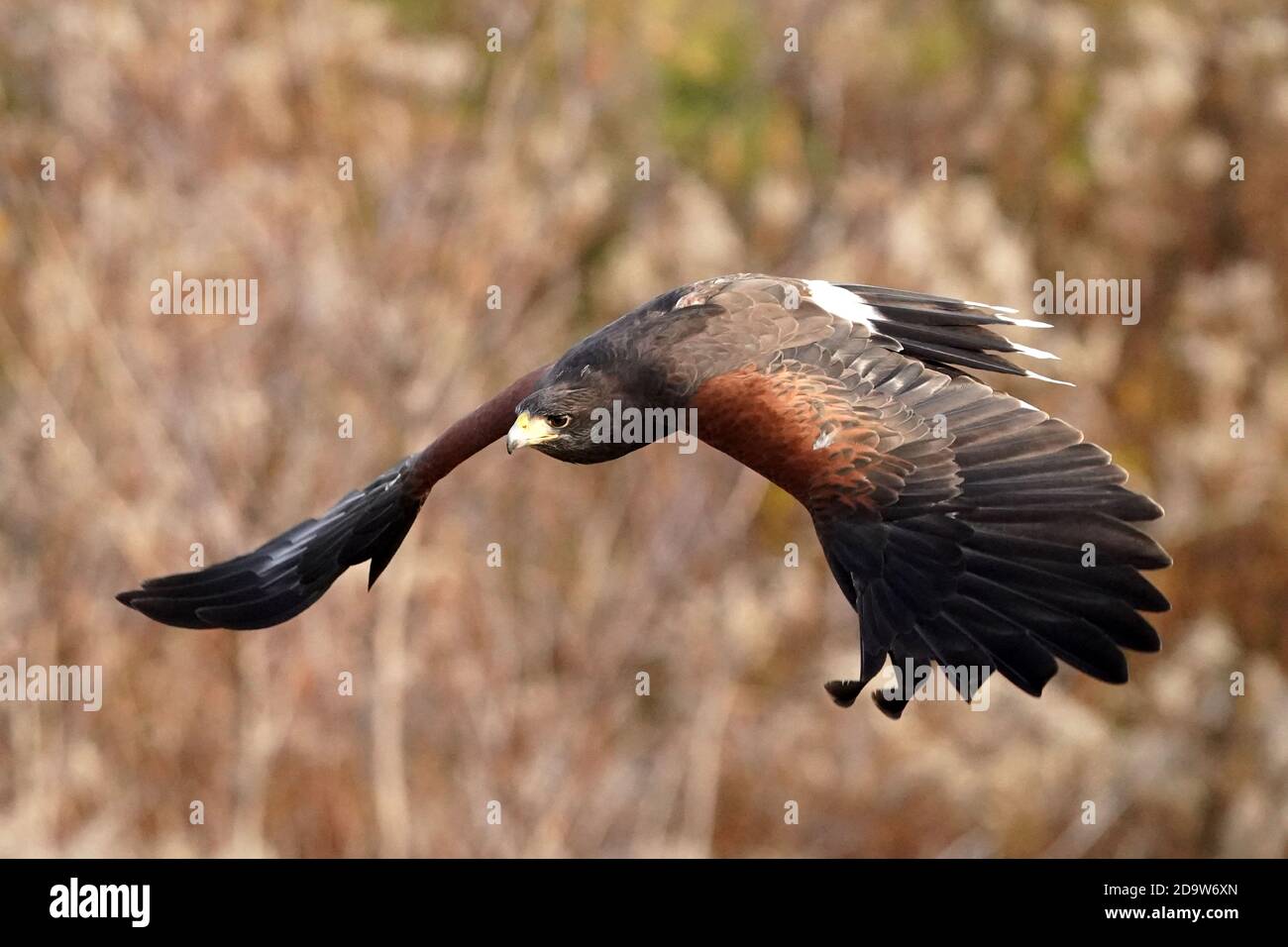 Harris Hawk in flight for falconry Stock Photo - Alamy
