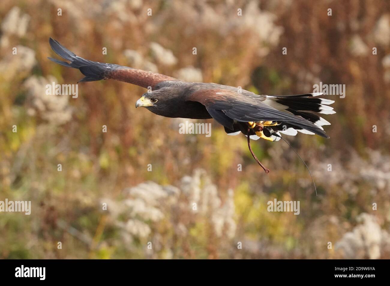 Flying for bit of chicken hi-res stock photography and images - Alamy