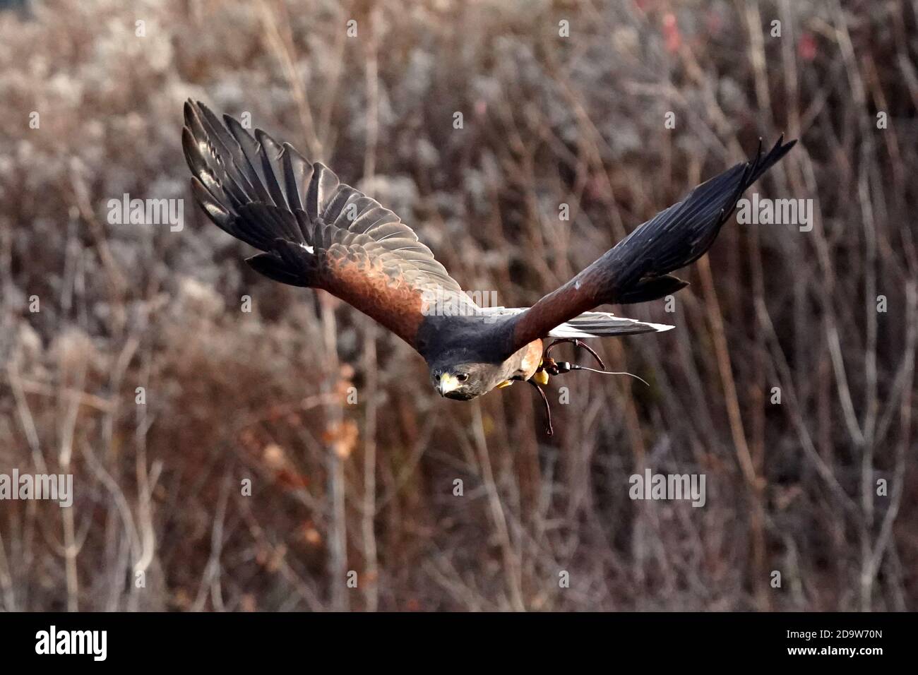 Harris Hawk in flight for falconry Stock Photo - Alamy