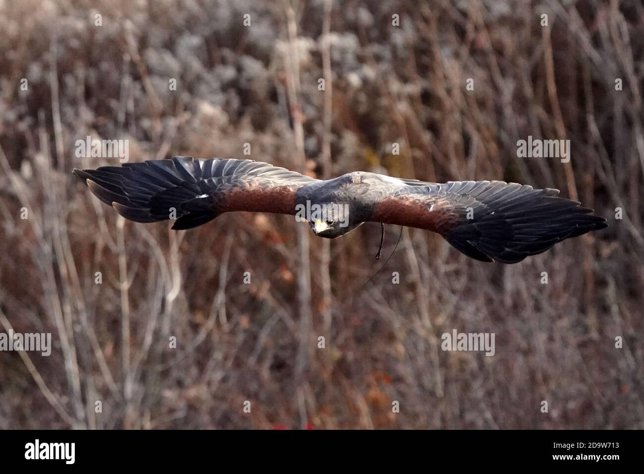Harris Hawk in flight for falconry Stock Photo - Alamy