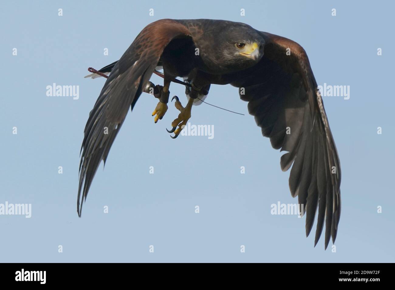 Harris Hawk in flight for falconry Stock Photo - Alamy