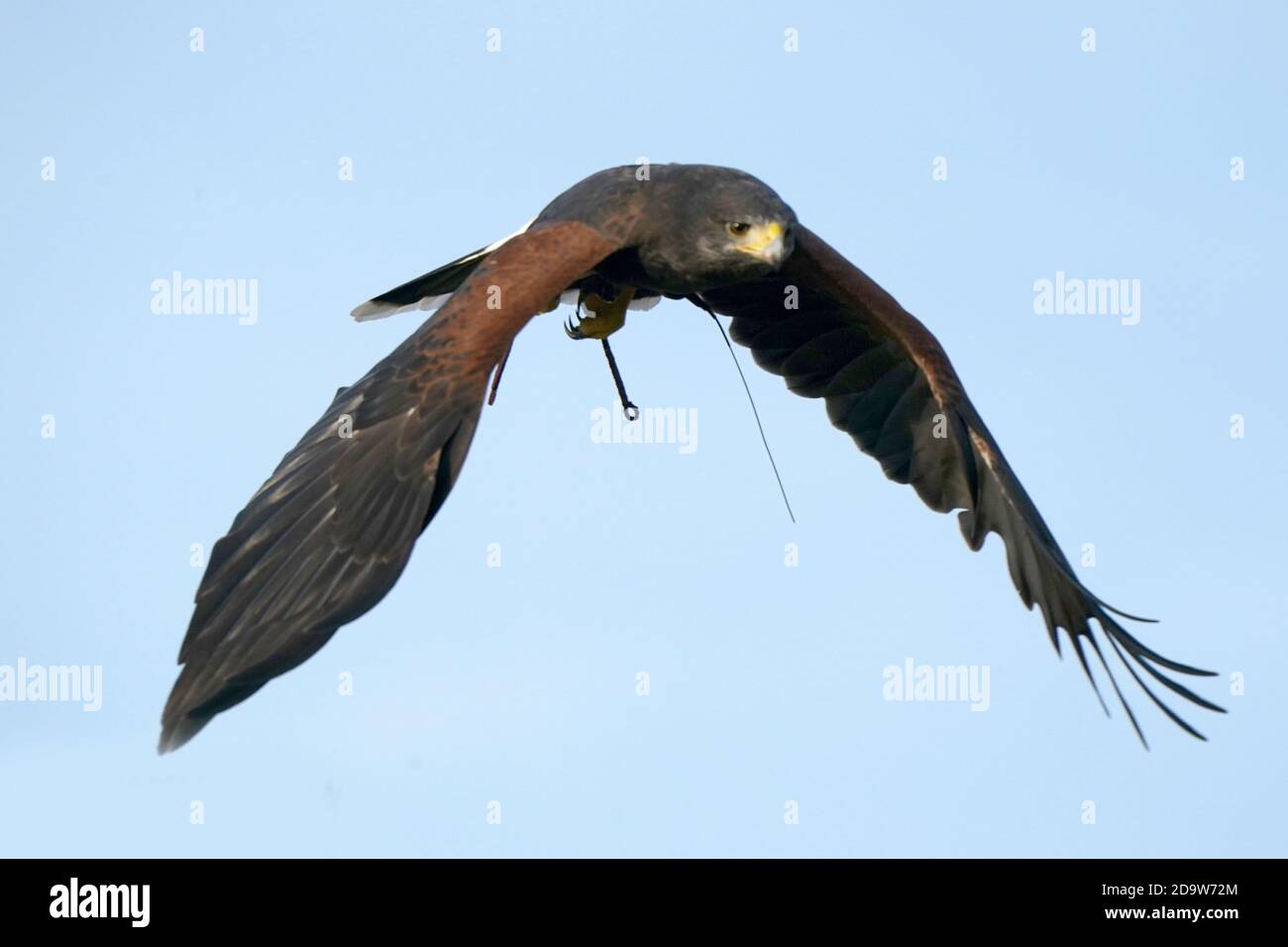 Harris Hawk in flight for falconry Stock Photo - Alamy