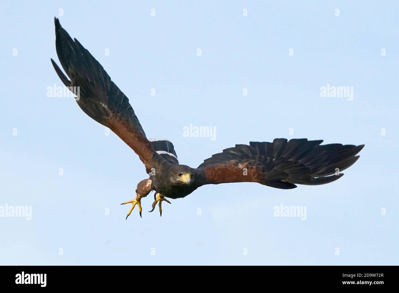 Harris Hawk in flight for falconry Stock Photo - Alamy