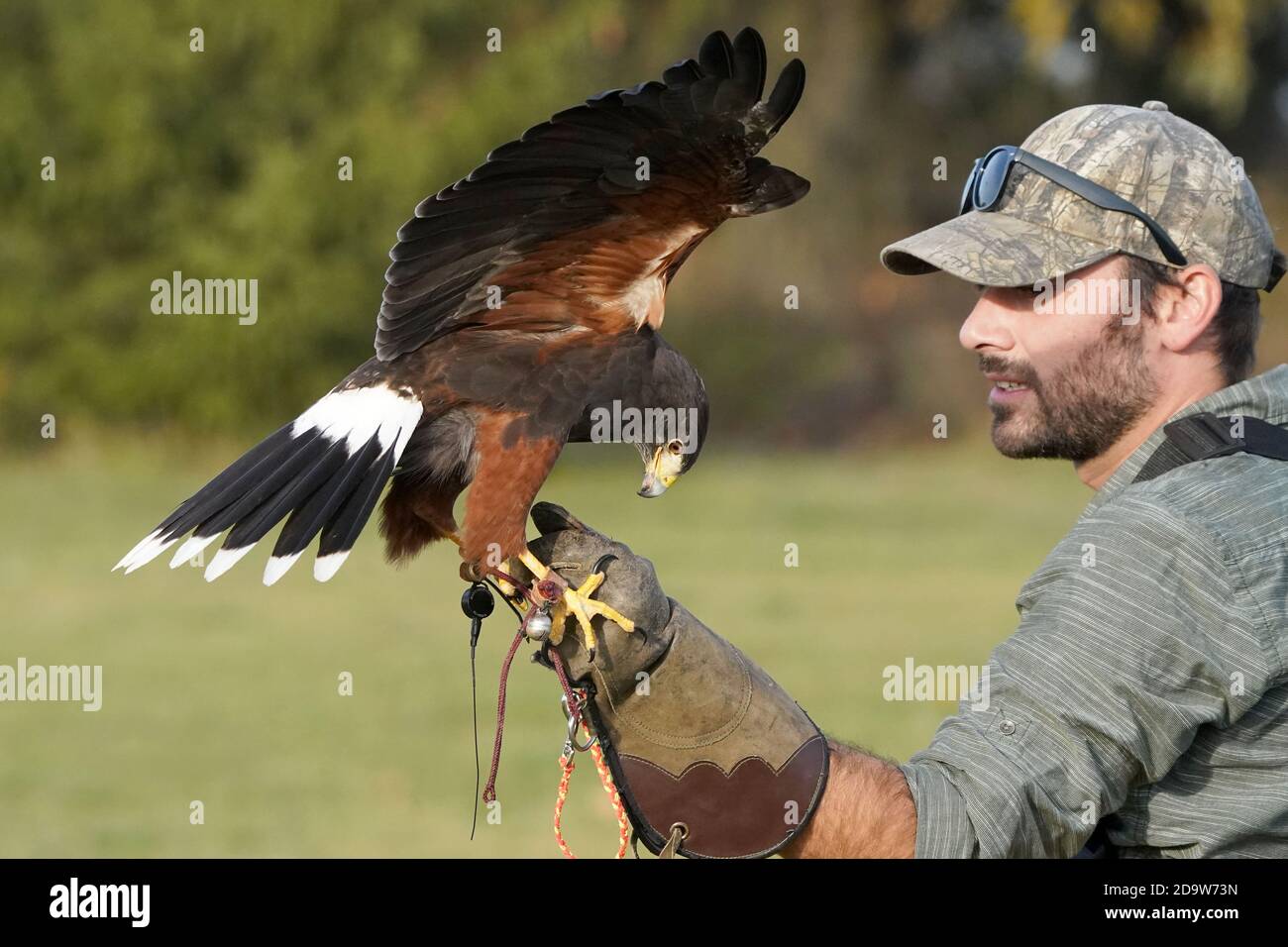 Harris Hawk in flight for falconry Stock Photo - Alamy