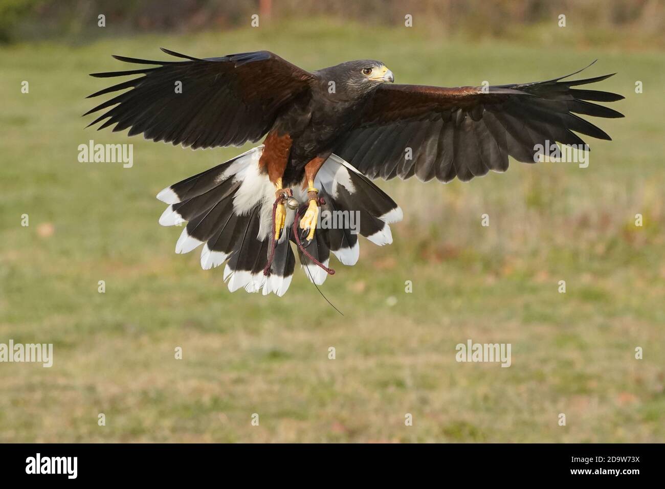 Harris Hawk in flight for falconry Stock Photo - Alamy