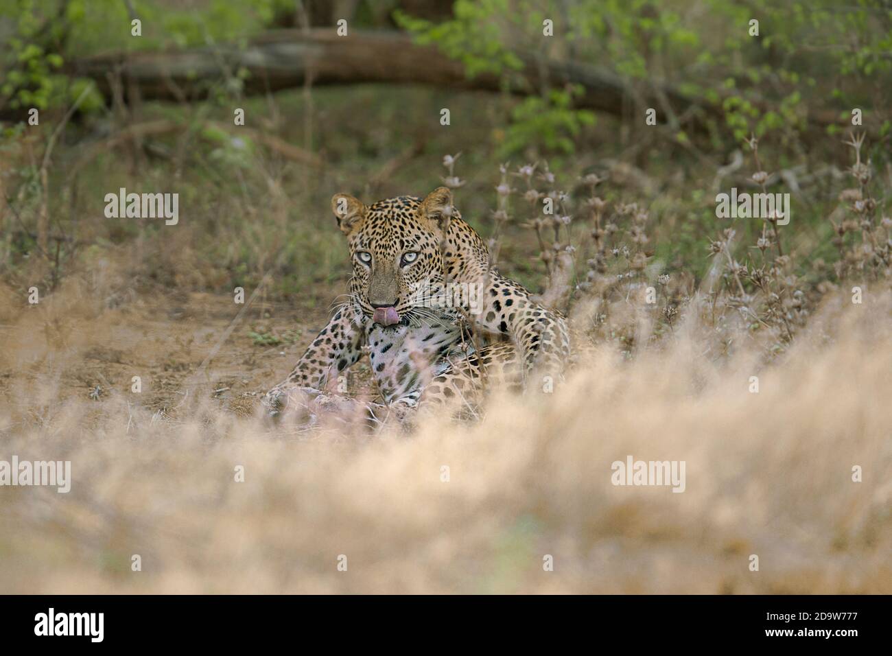 Ceylon leopard hi-res stock photography and images - Alamy