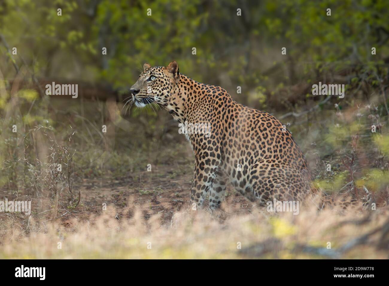 Ceylon leopard hi-res stock photography and images - Alamy