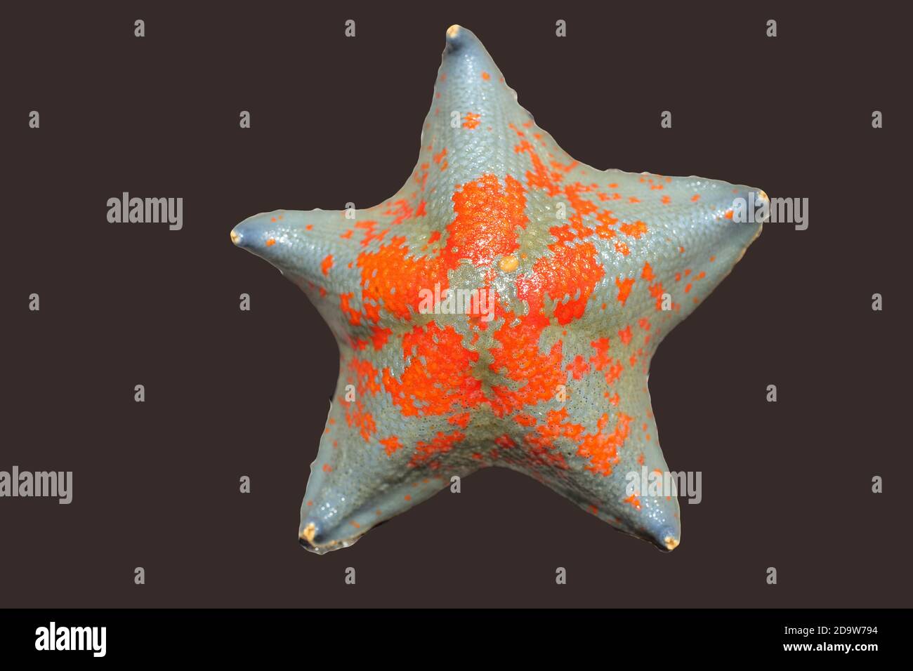 Japanese Starfish (Patiria pectinifera) in Japan Stock Photo - Alamy