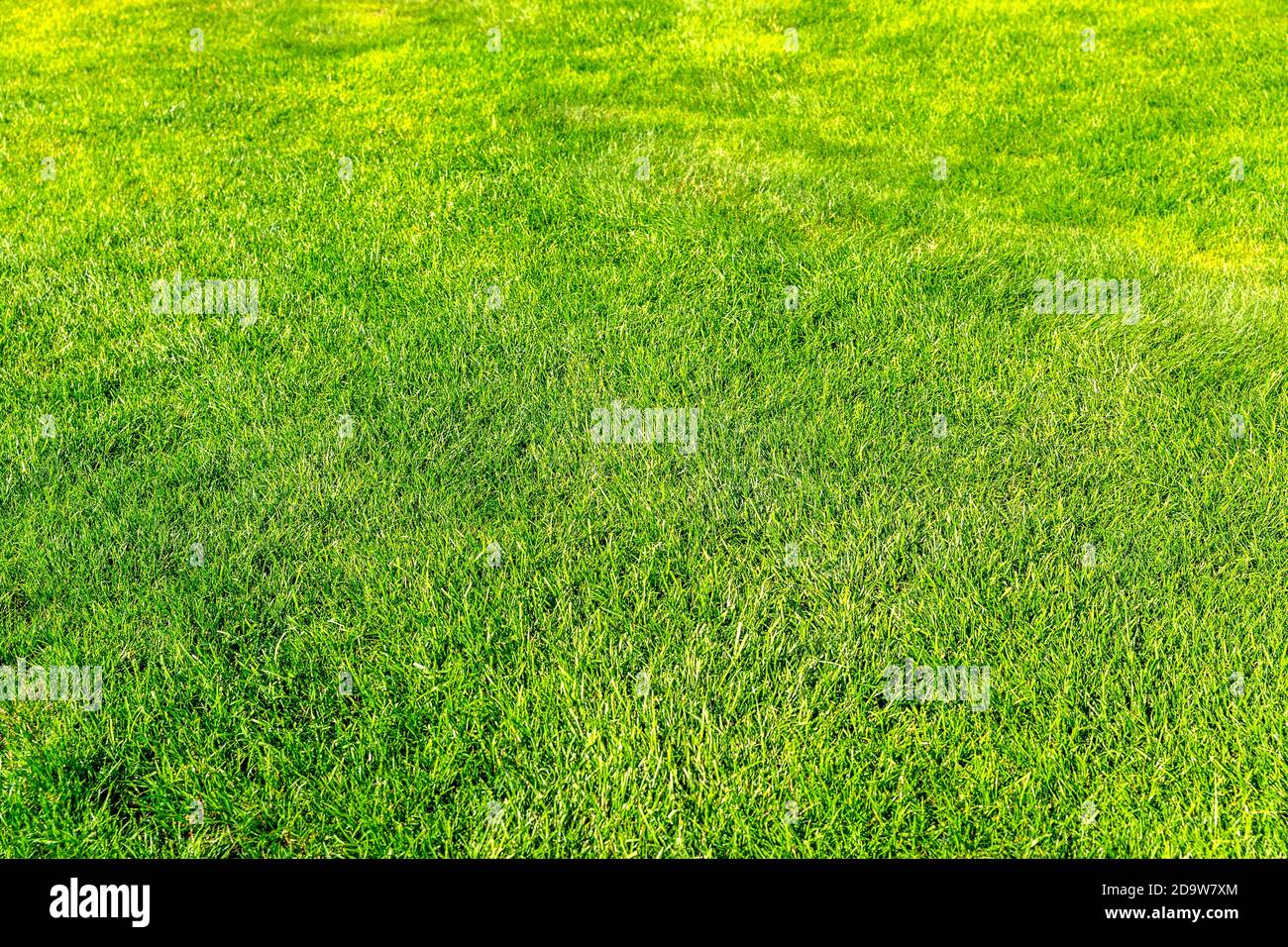 Green Grass Texture Stock Photo - Alamy