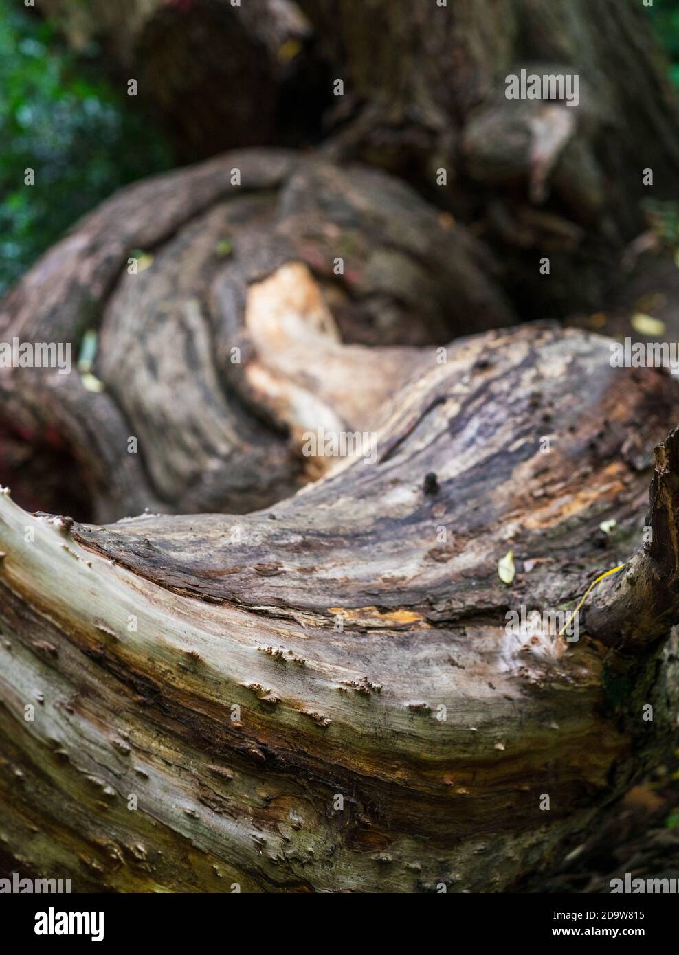 Twisted tree bark hi-res stock photography and images - Alamy