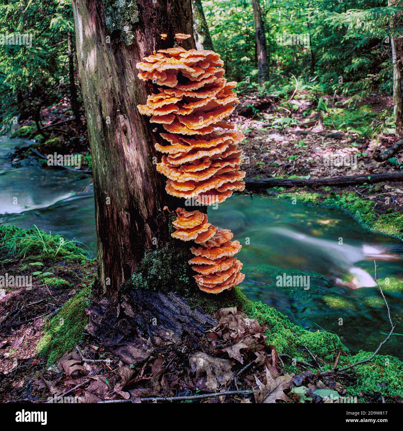 Mushrooms growing on a tree along the Mossy Brook Trail to Mount ...