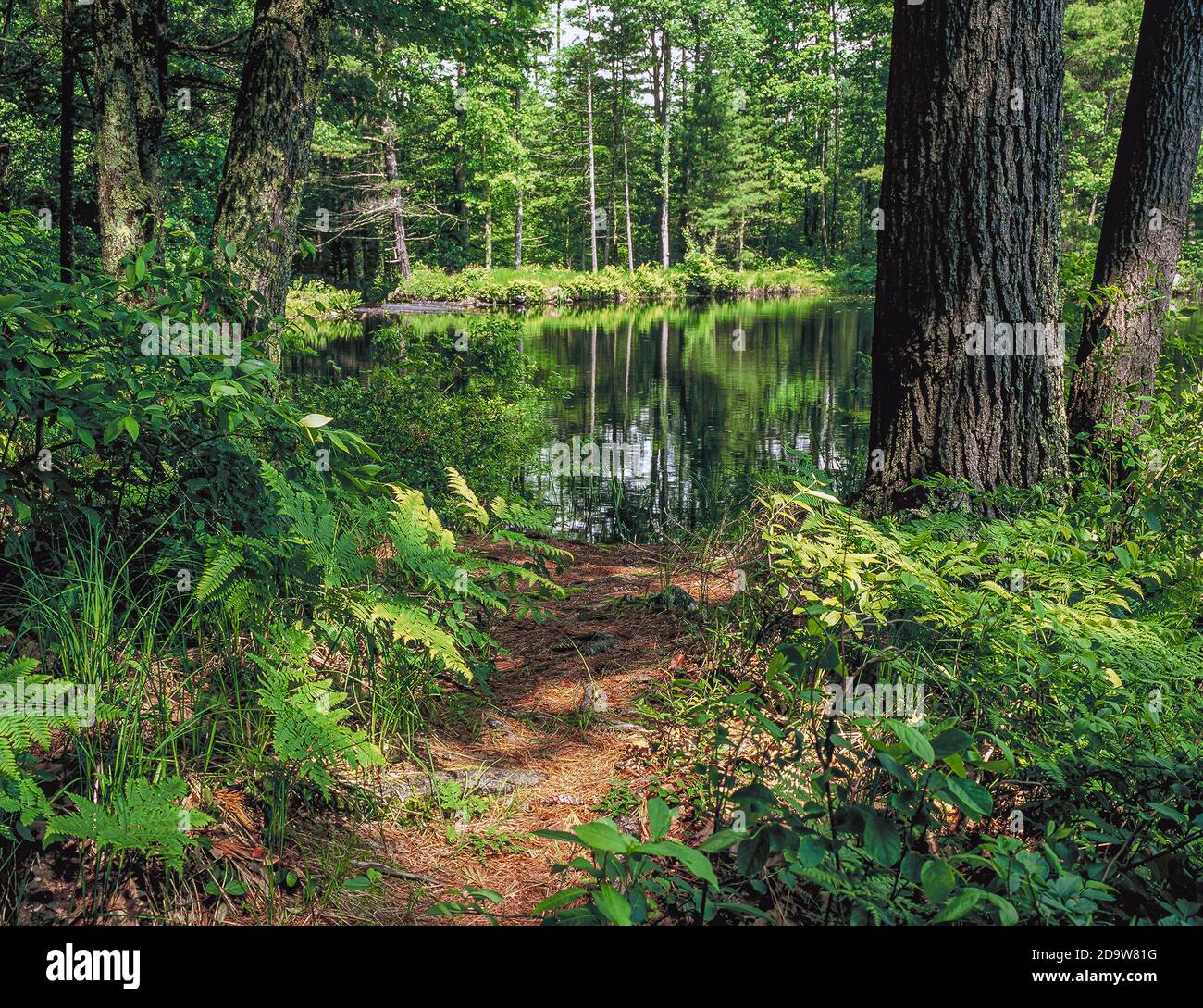 A short pathway leading to Harvard Pond in Petersham, Massachusetts ...