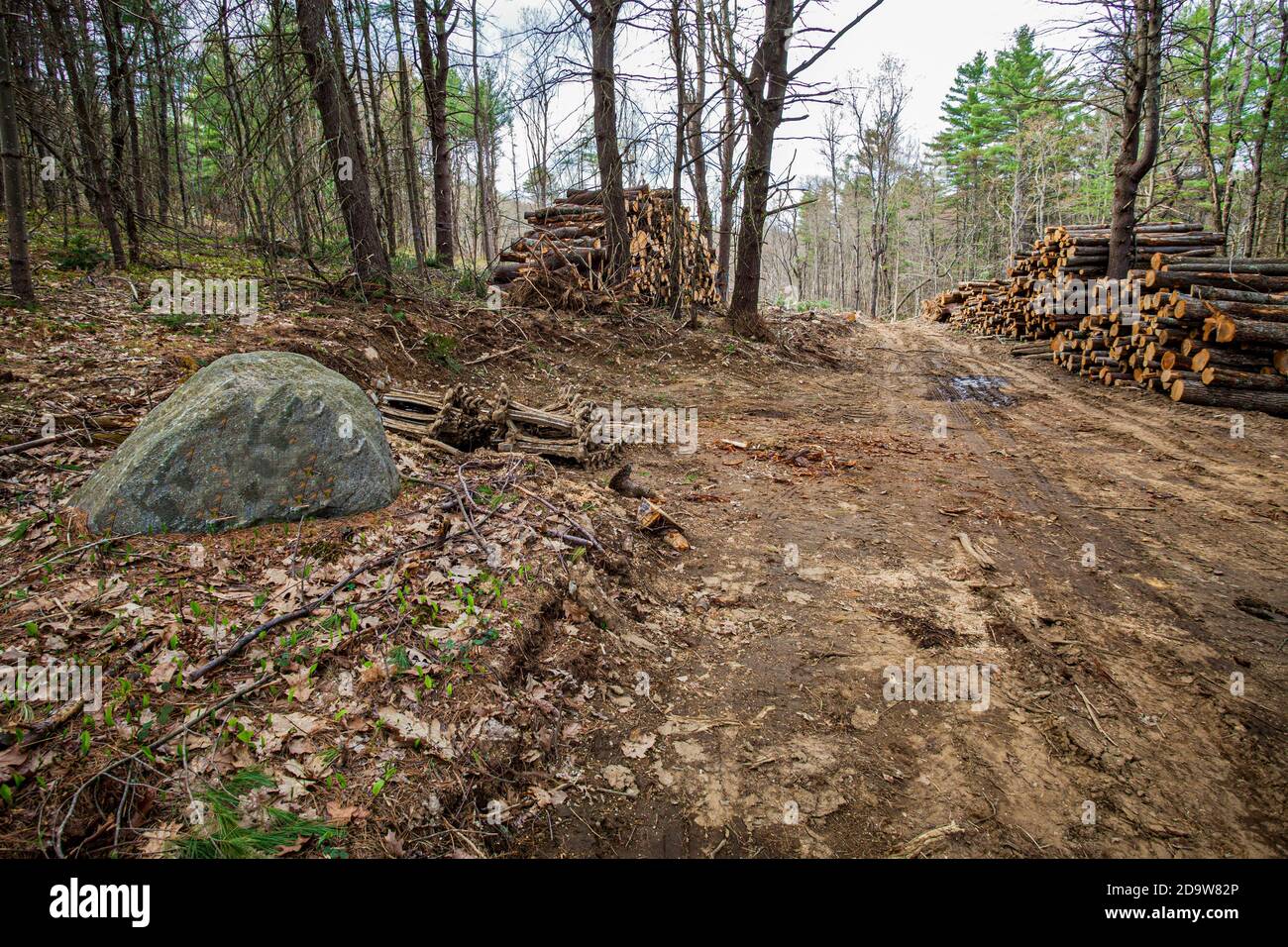 Lumber massachusetts hi-res stock photography and images - Alamy