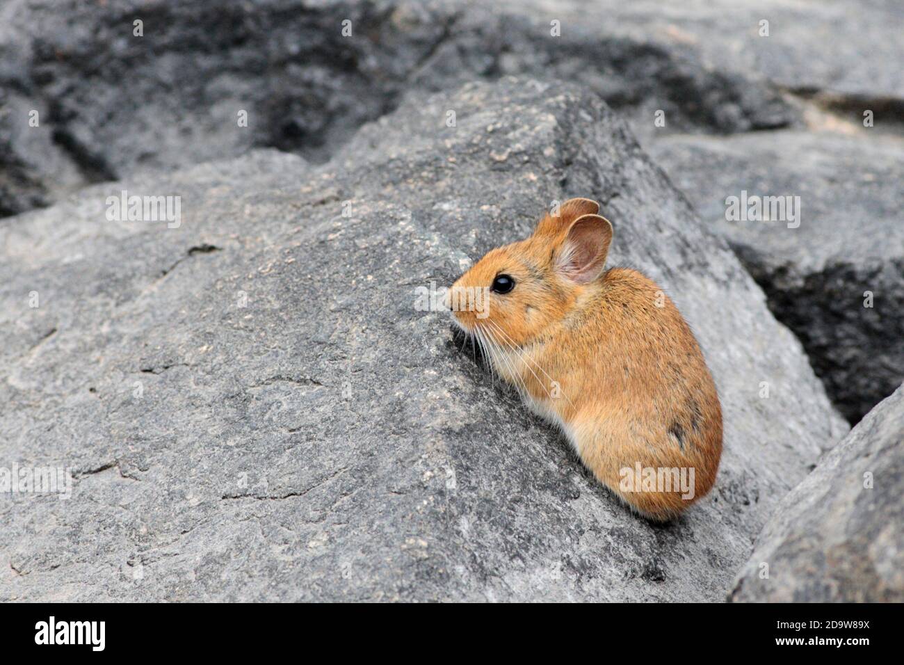 Chinese red pika hi-res stock photography and images - Alamy