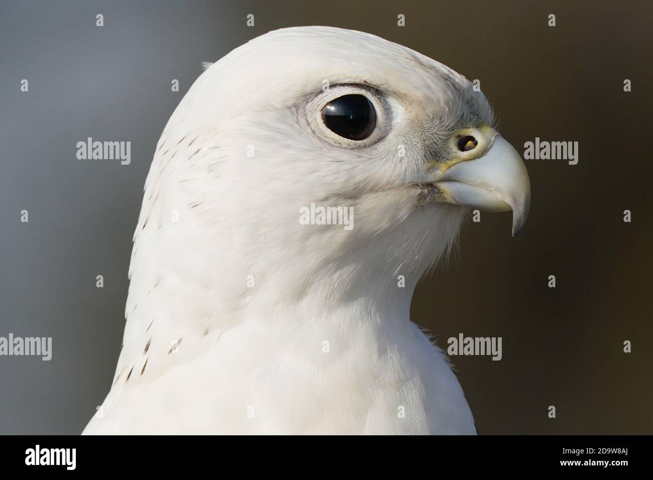 Gyrfalcon at falcon display Stock Photo - Alamy