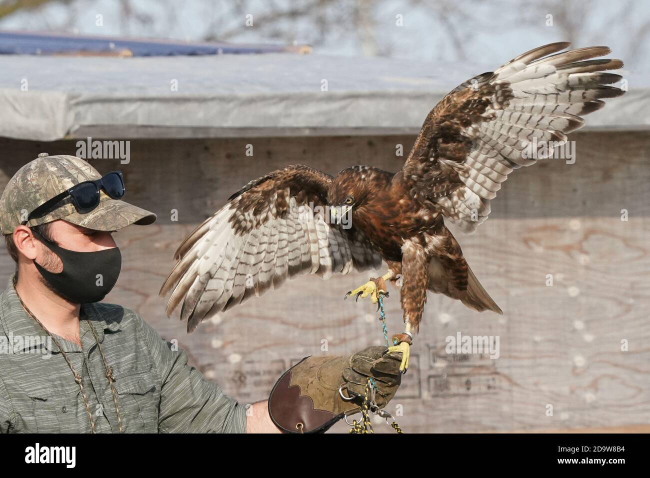 Red Tailed hawk dark morph Stock Photo - Alamy