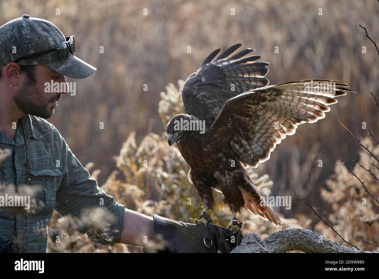 Red Tailed hawk dark morph Stock Photo - Alamy
