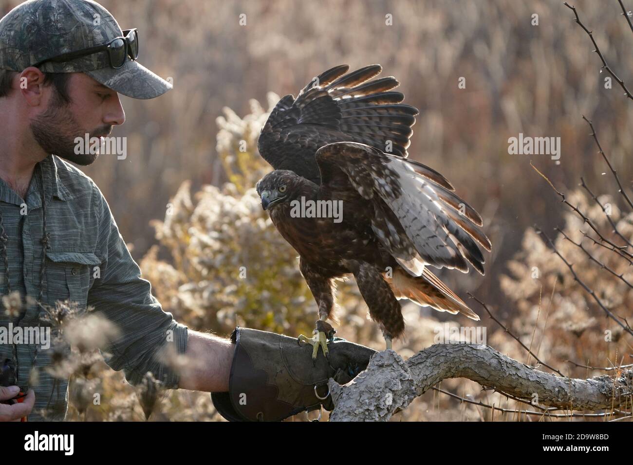 Red Tailed hawk dark morph Stock Photo - Alamy