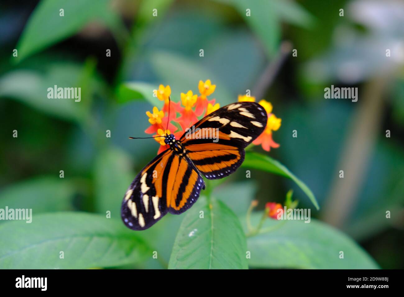 Costa Rica Arenal Volcano National Park - Tiger longwing or Golden ...