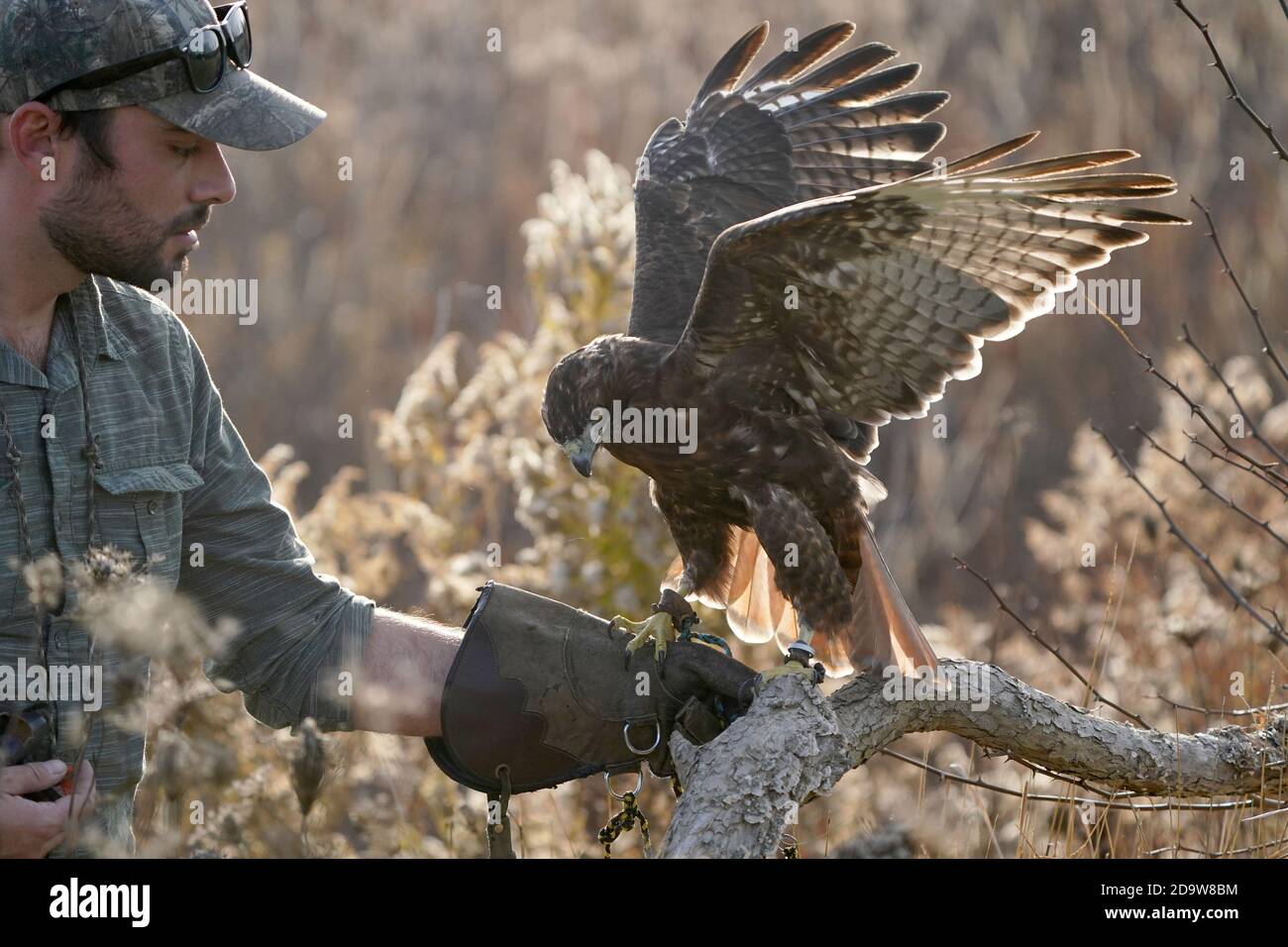Red Tailed hawk dark morph Stock Photo - Alamy