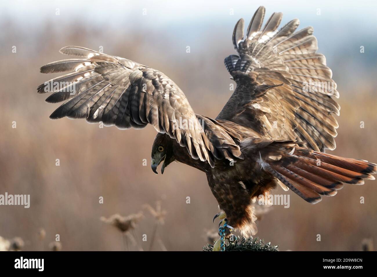 Red Tailed hawk dark morph Stock Photo - Alamy