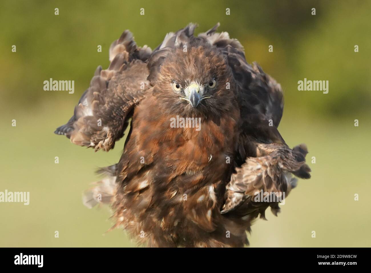 Red Tailed hawk dark morph Stock Photo - Alamy