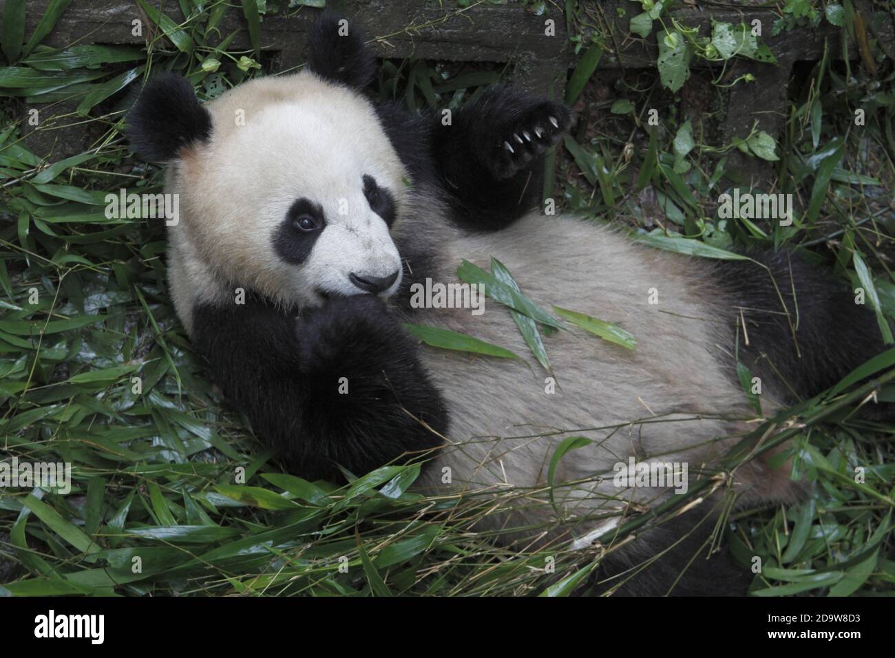 Giant Panda (captive) at Bifengxia Giant Panda Research Centre near Ya ...