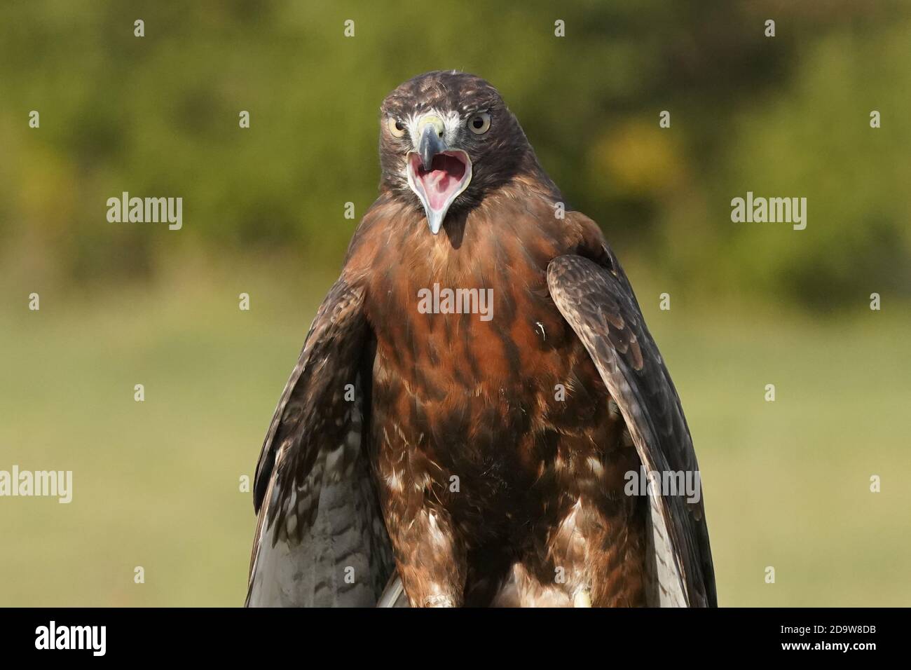 Red Tailed hawk dark morph Stock Photo - Alamy