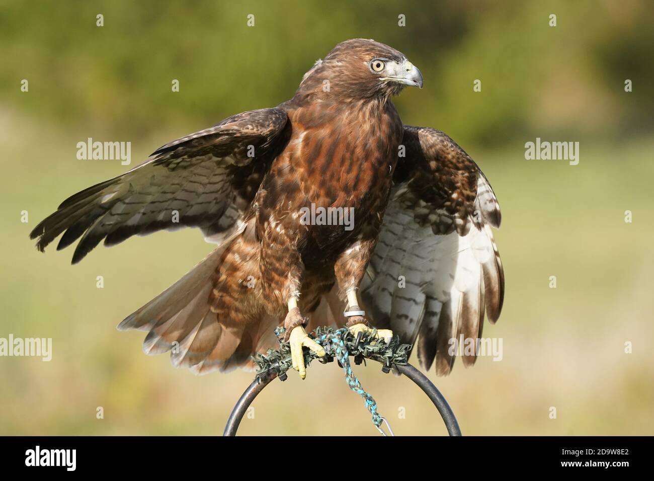 Red Tailed hawk dark morph Stock Photo - Alamy