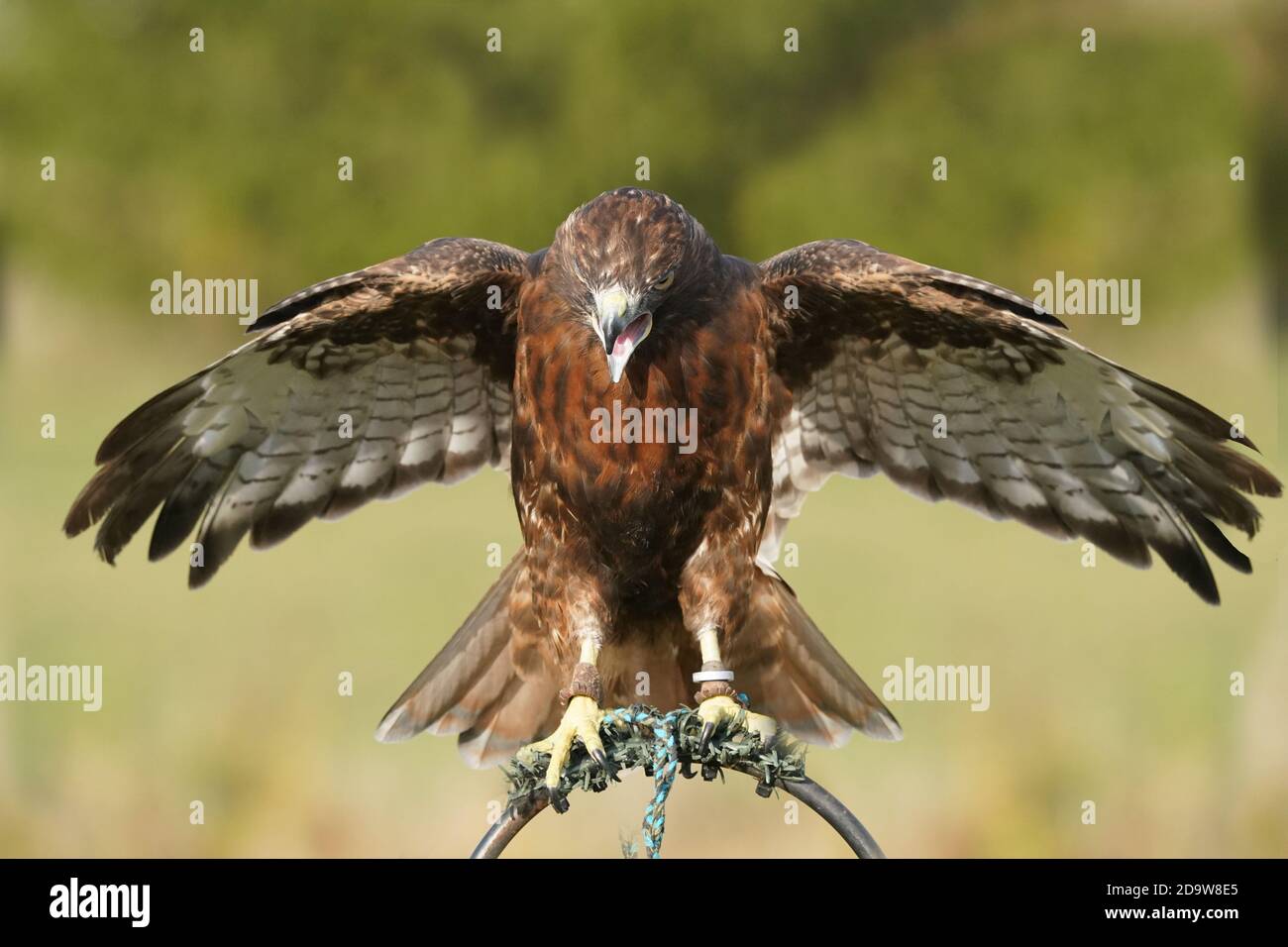 Red Tailed hawk dark morph Stock Photo - Alamy
