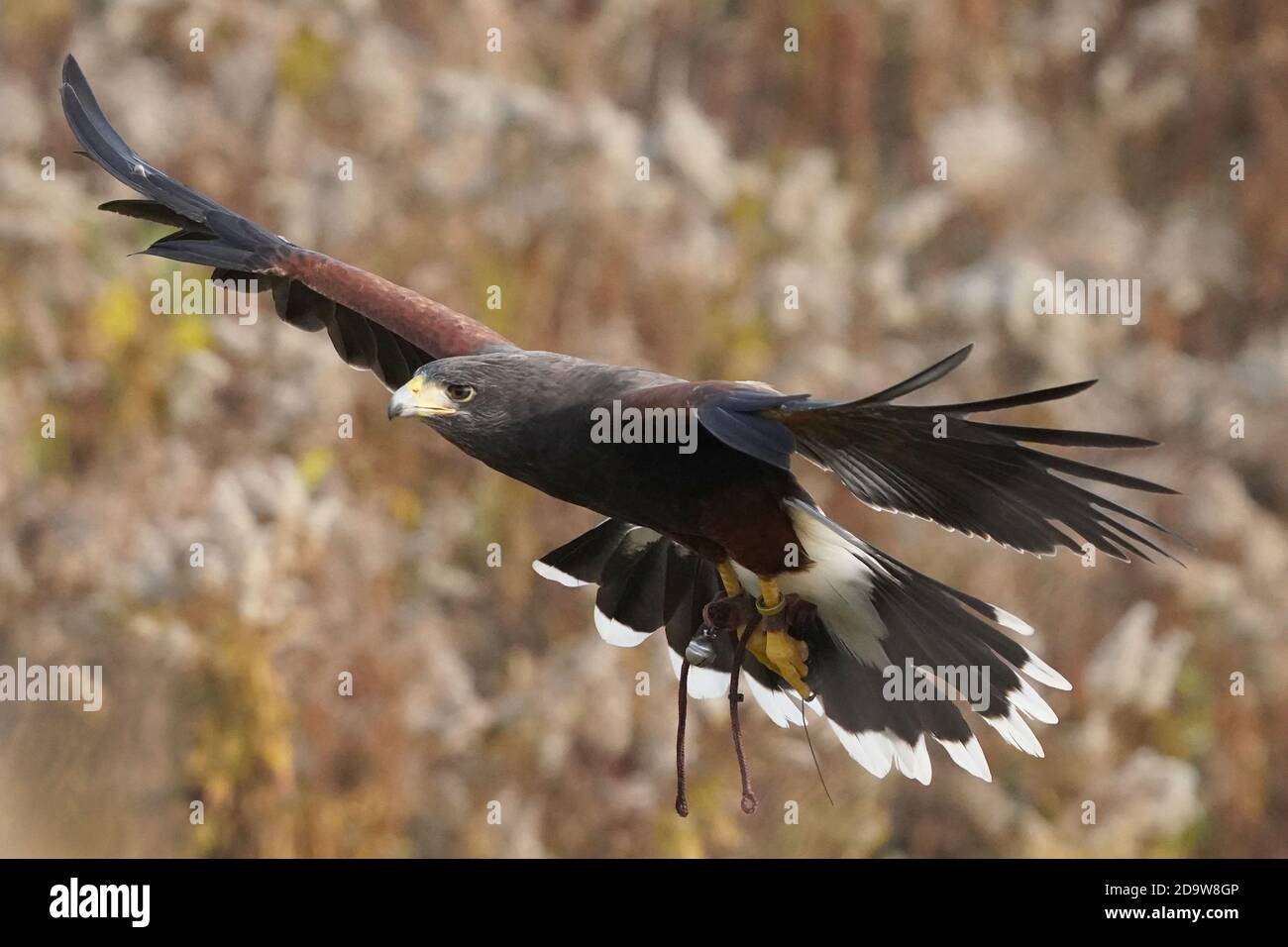 Harris Hawk used in Falconry Rabbit hunt Stock Photo - Alamy