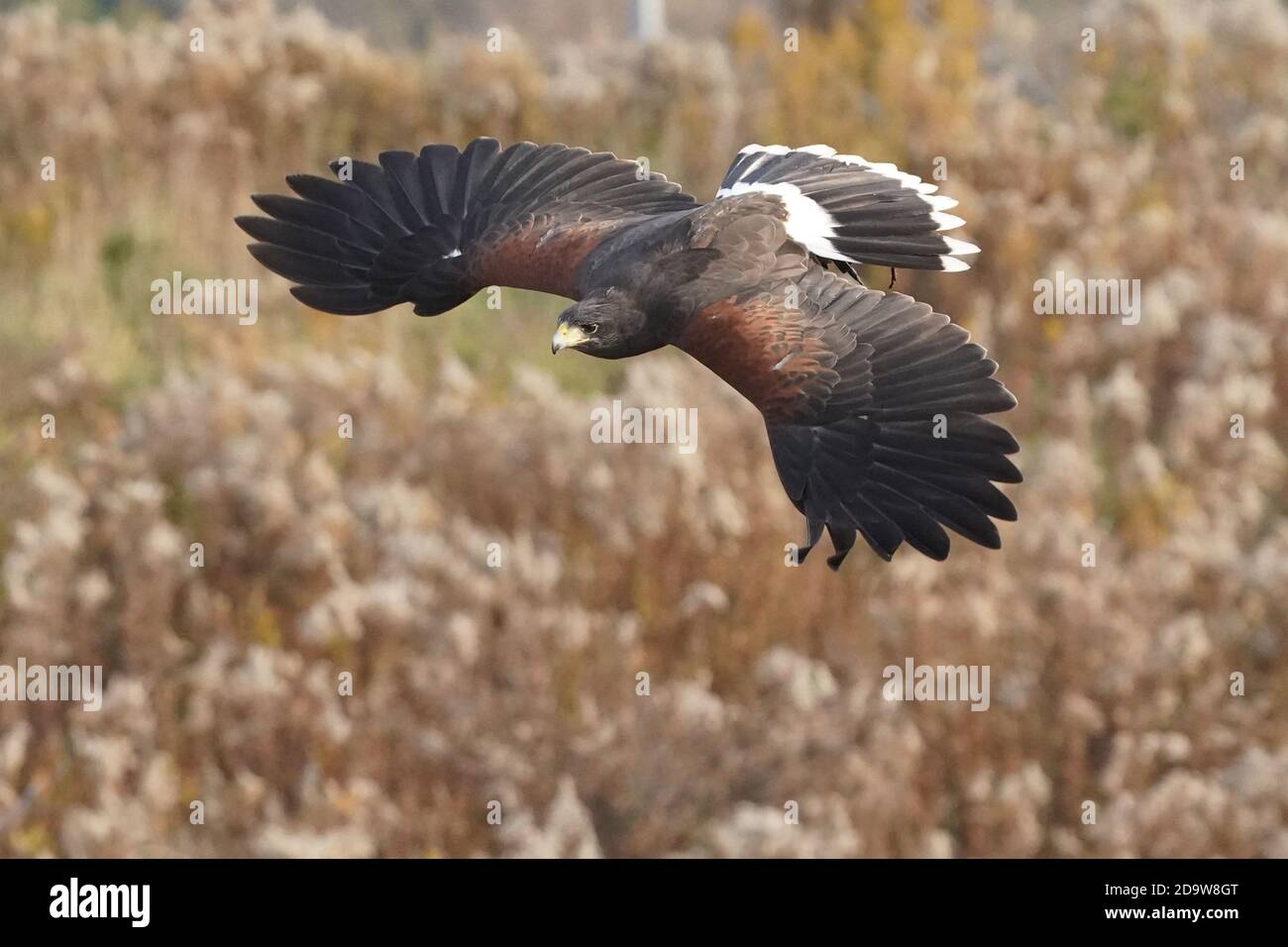 Harris Hawk used in Falconry Rabbit hunt Stock Photo - Alamy