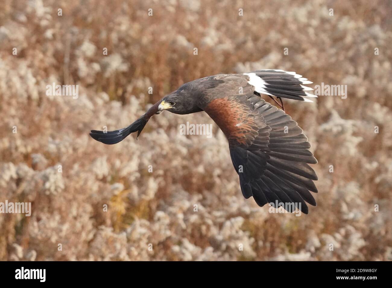 Harris Hawk used in Falconry Rabbit hunt Stock Photo - Alamy
