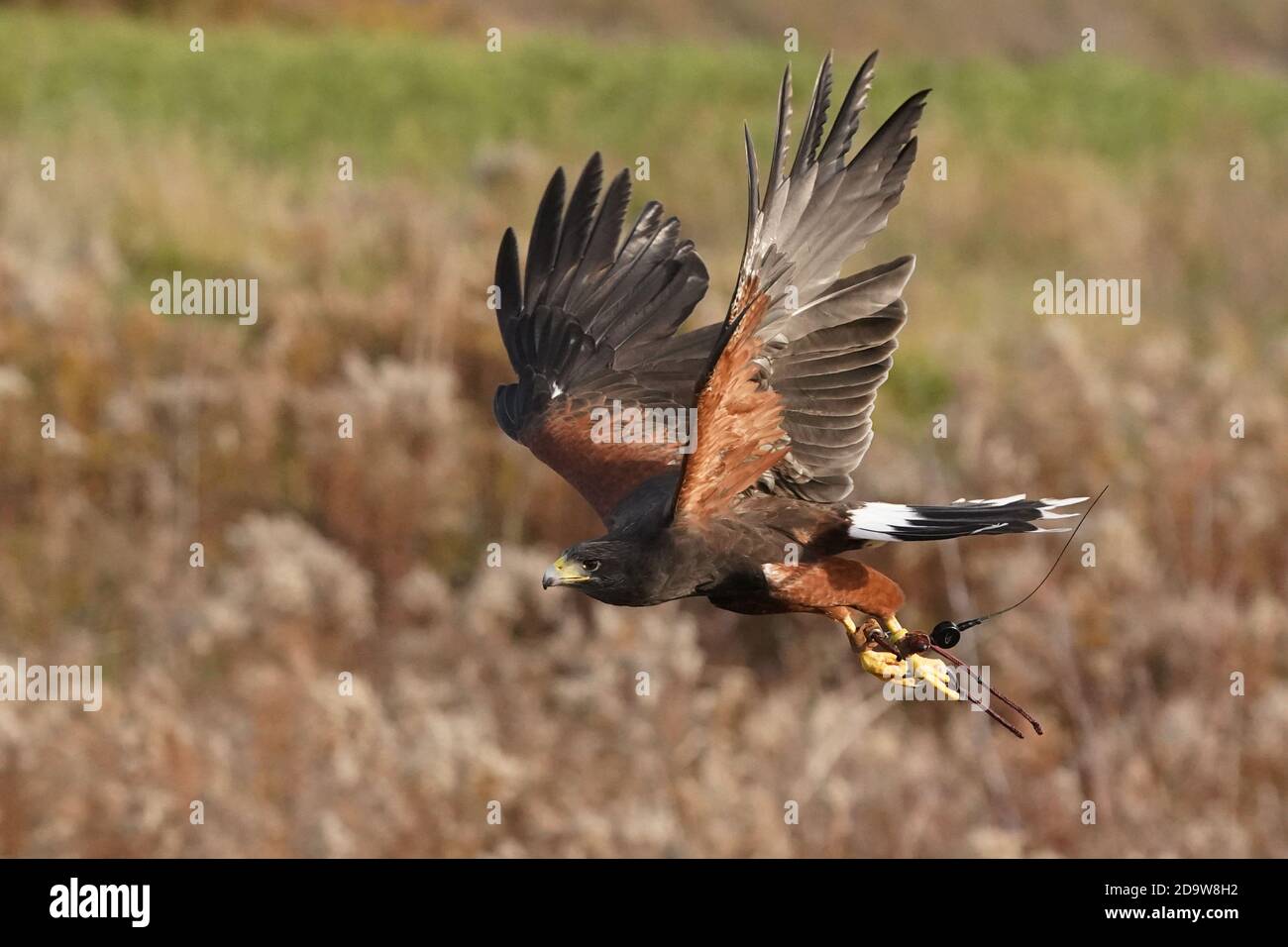 Harris Hawk used in Falconry Rabbit hunt Stock Photo - Alamy