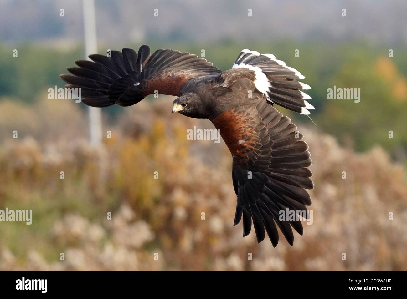Harris Hawk used in Falconry Rabbit hunt Stock Photo - Alamy