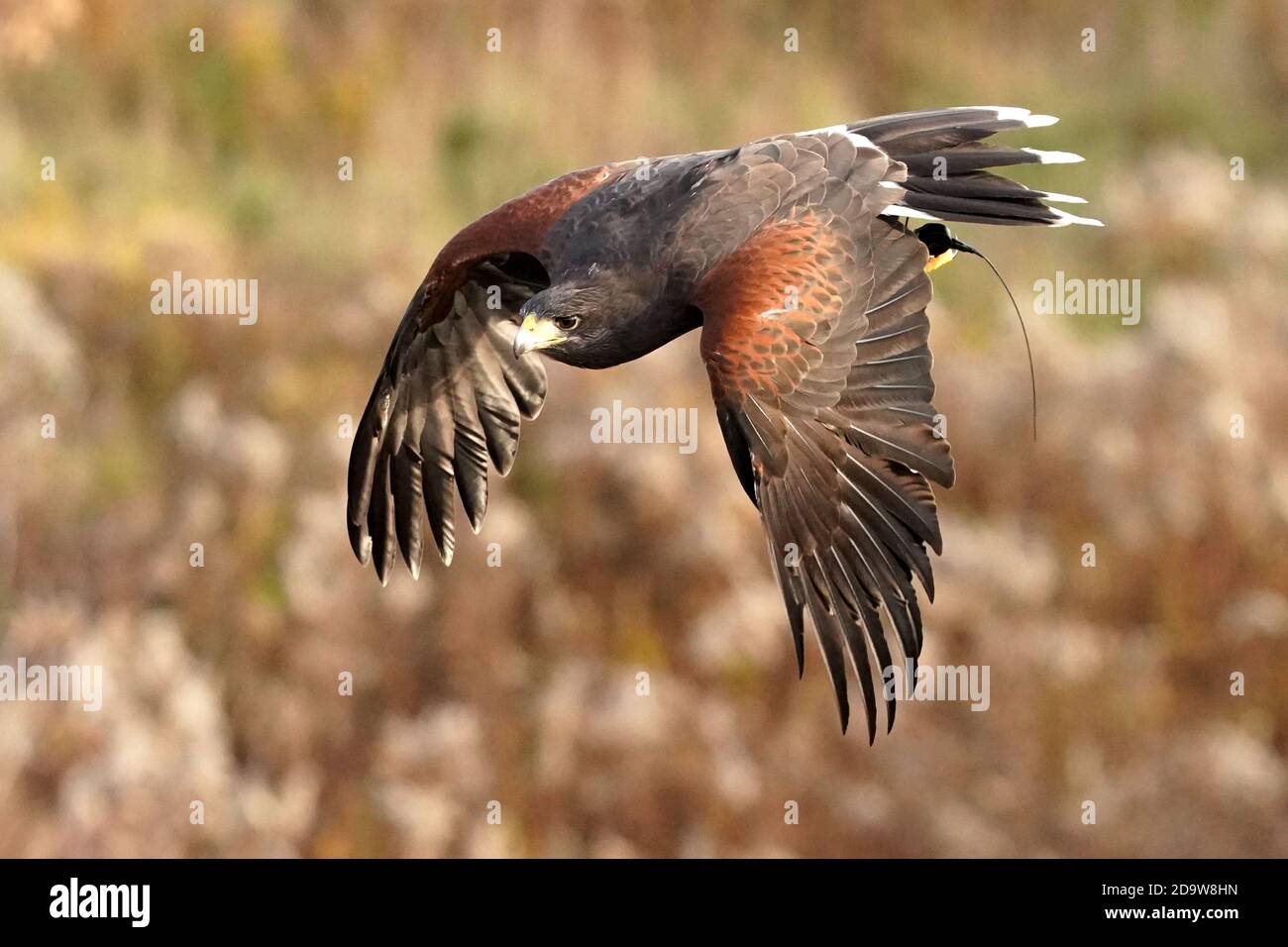 Flying or swooping down to catch rabbit as prey hi-res stock ...