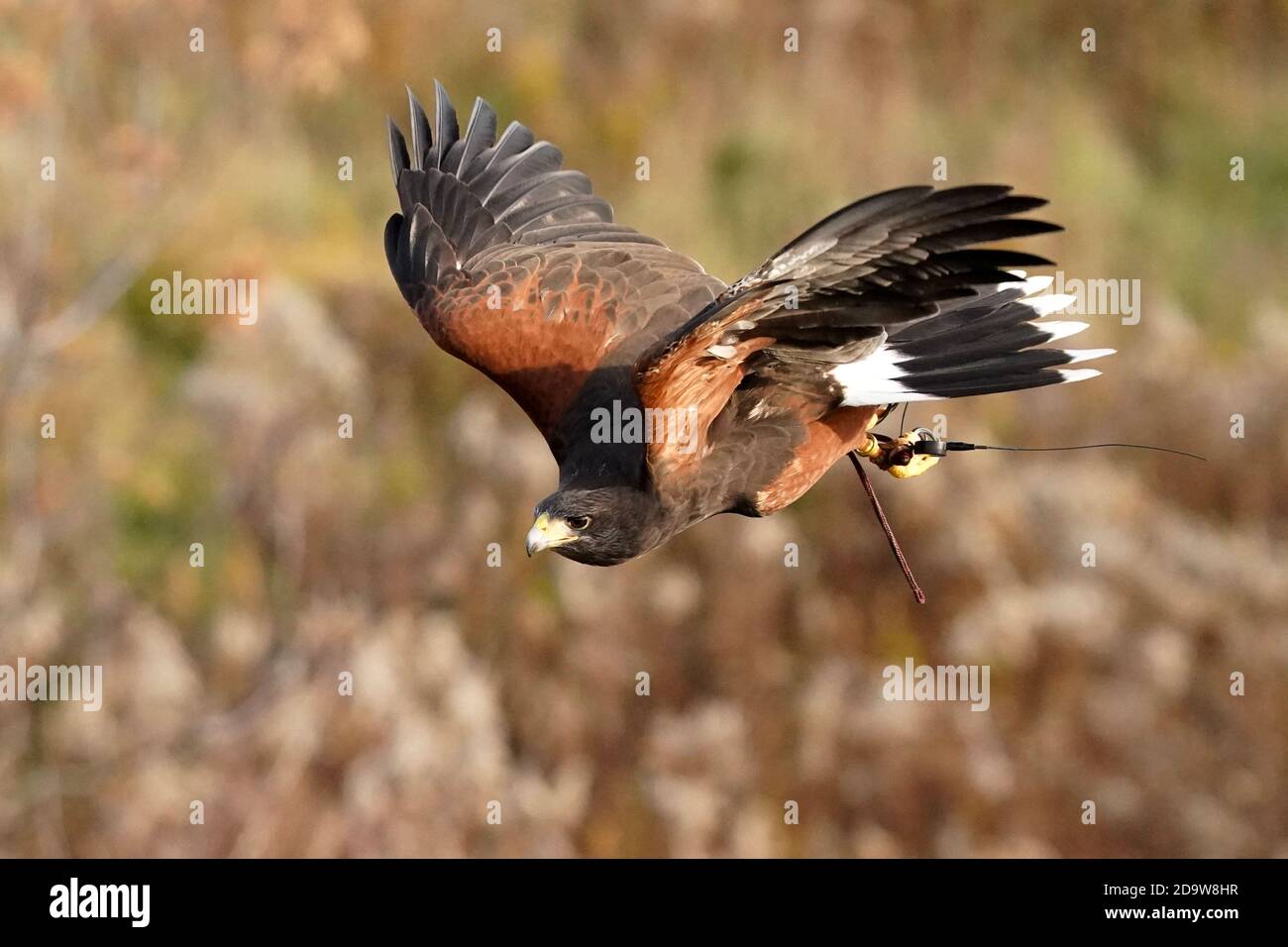 Harris Hawk used in Falconry Rabbit hunt Stock Photo - Alamy