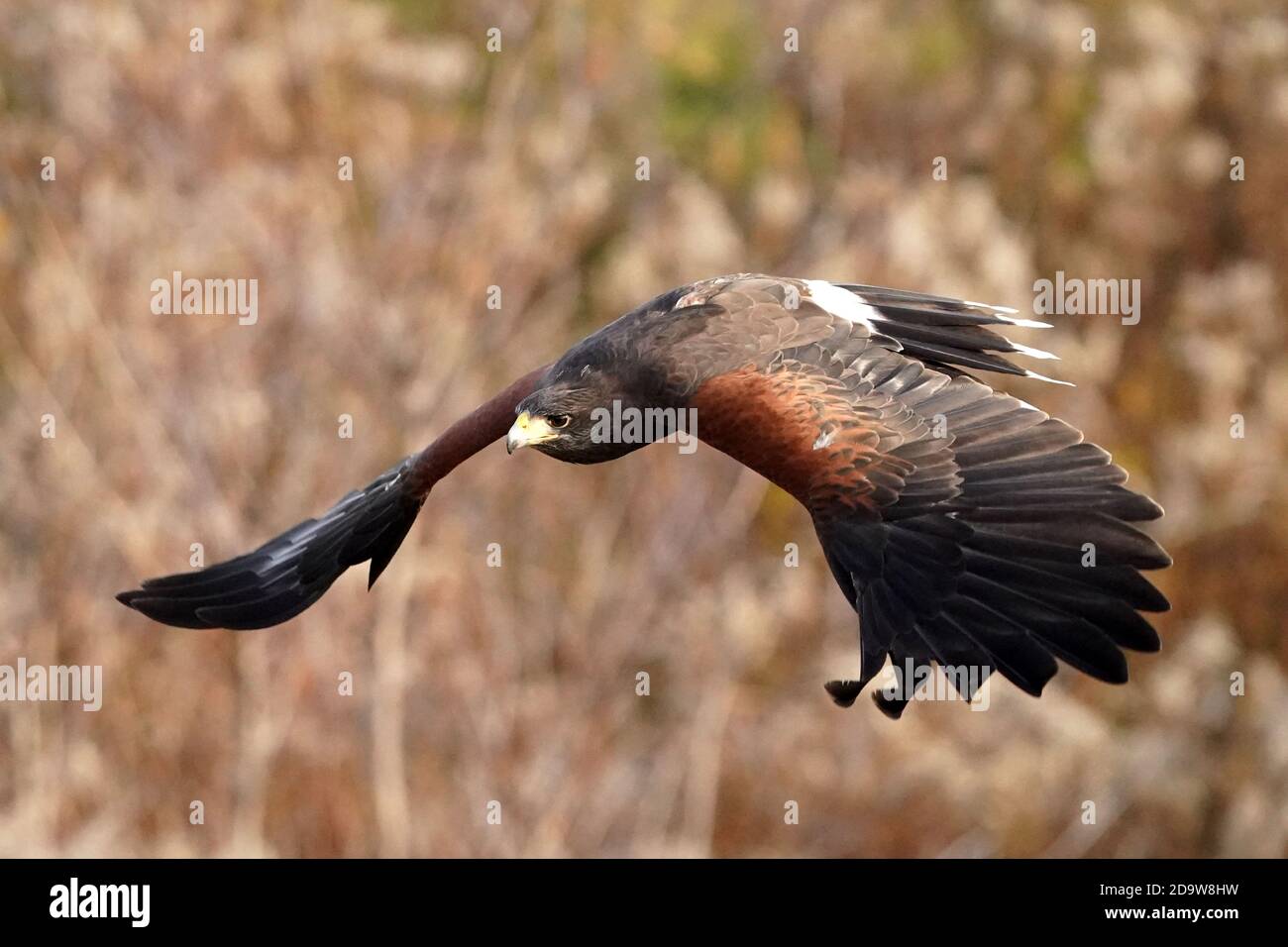 Flying or swooping down to catch rabbit as prey hi-res stock ...