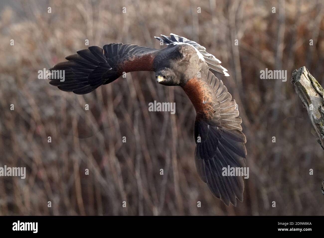 Harris Hawk used in Falconry Rabbit hunt Stock Photo - Alamy
