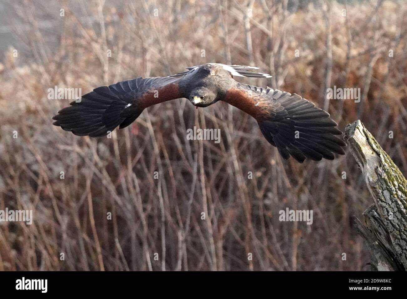 Harris Hawk used in Falconry Rabbit hunt Stock Photo - Alamy