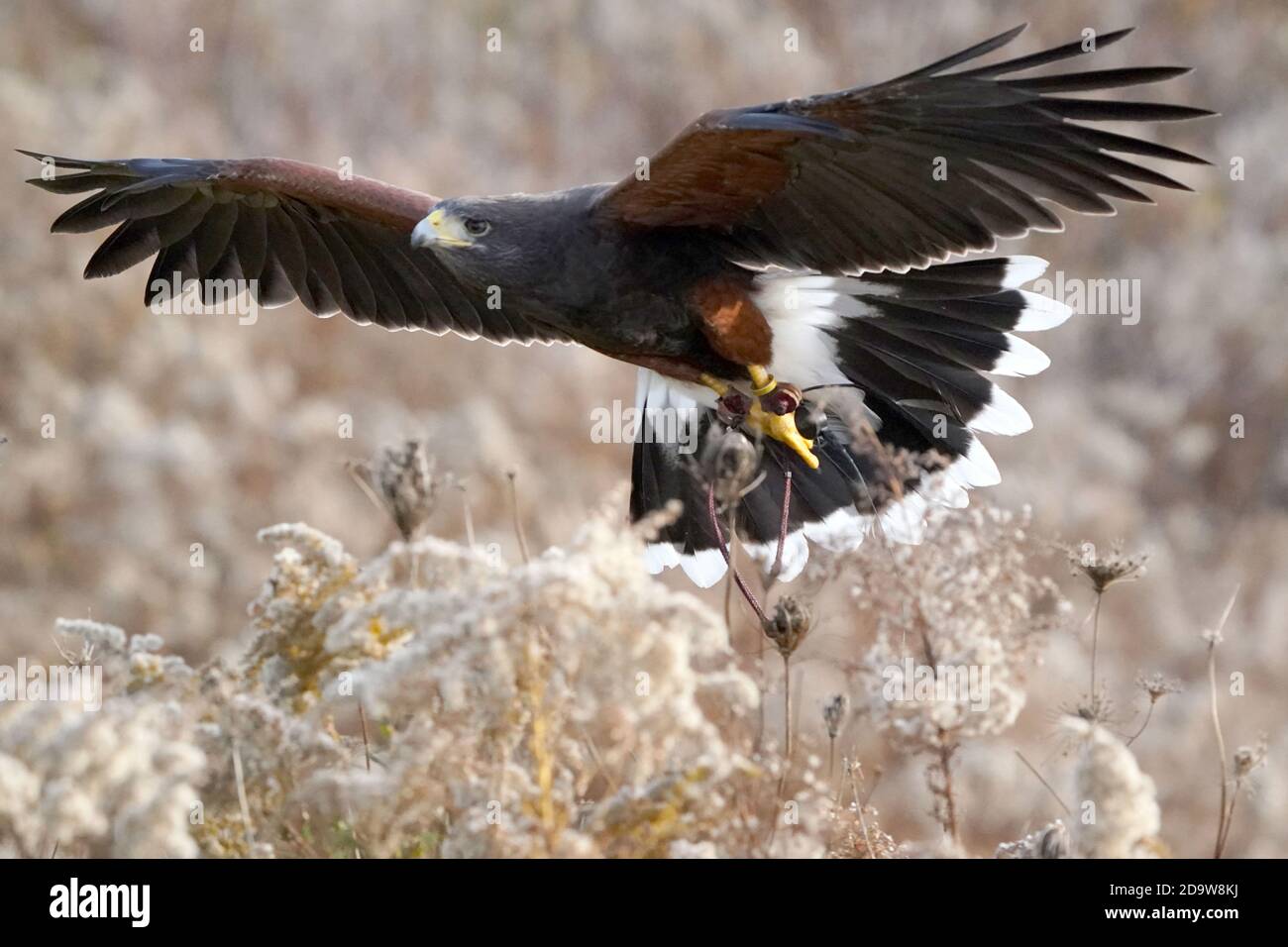 Falconry fun sport hi-res stock photography and images - Alamy