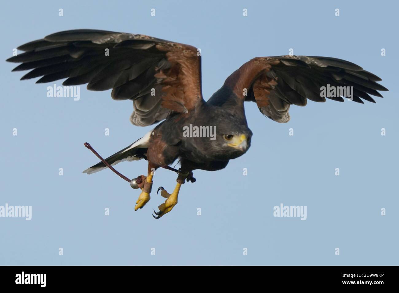 Falconry fun sport hi-res stock photography and images - Alamy