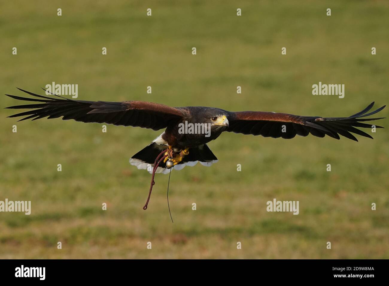 Flying or swooping down to catch rabbit as prey hi-res stock ...