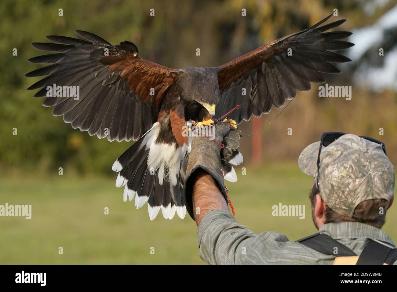 Harris Hawk used in Falconry Rabbit hunt Stock Photo - Alamy