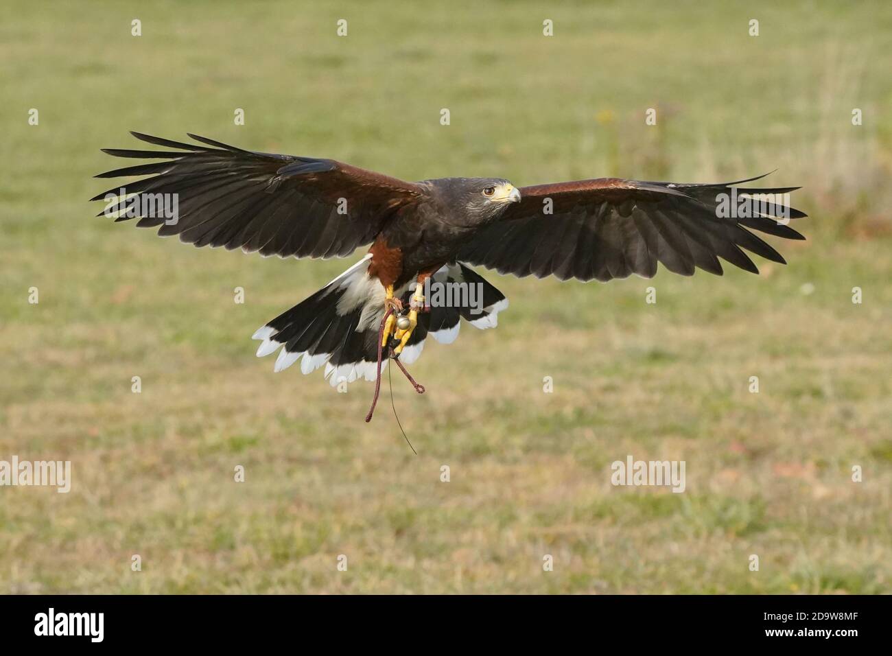 Falconry fun sport hi-res stock photography and images - Alamy