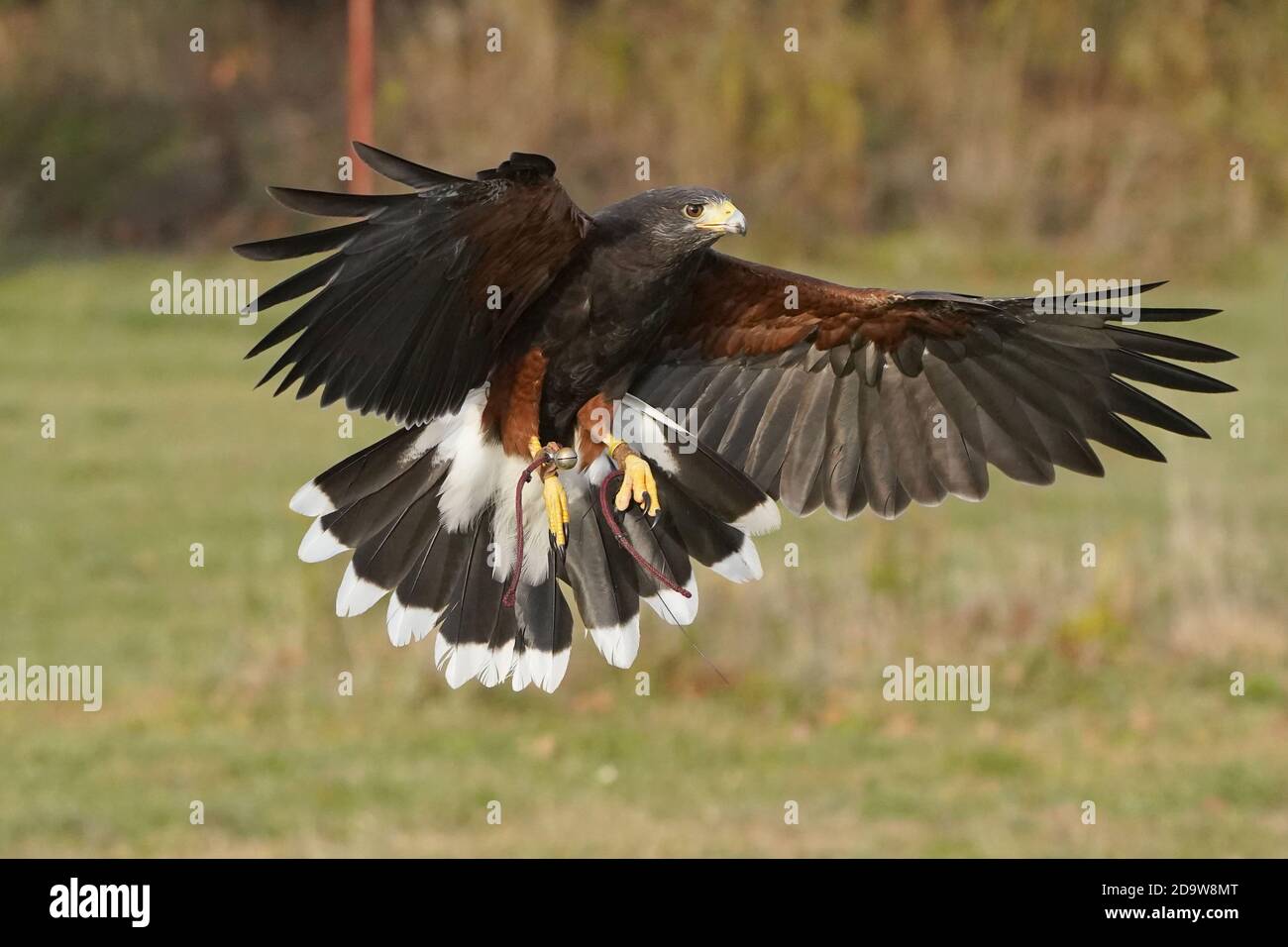 Harris Hawk used in Falconry Rabbit hunt Stock Photo - Alamy