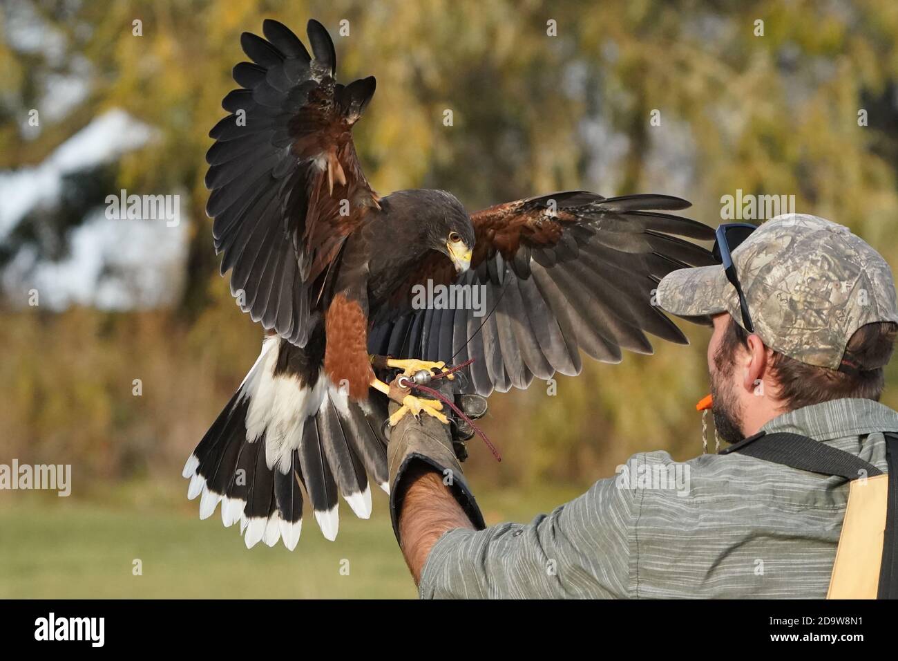 Harris Hawk used in Falconry Rabbit hunt Stock Photo - Alamy